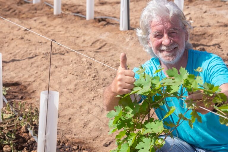 Guide pratique : Quand et comment planter des vignes